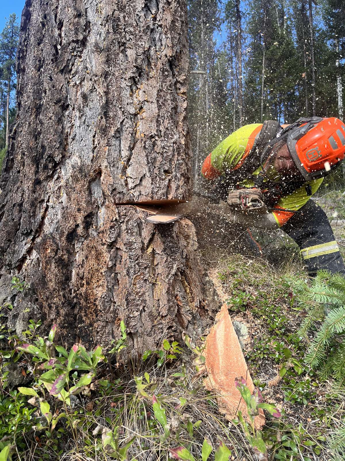 Training - Apex Forest Services